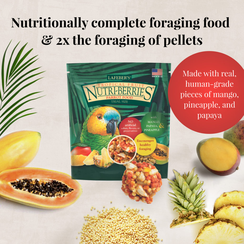 Parrot Foraging Fun Pack – Lafeber Company